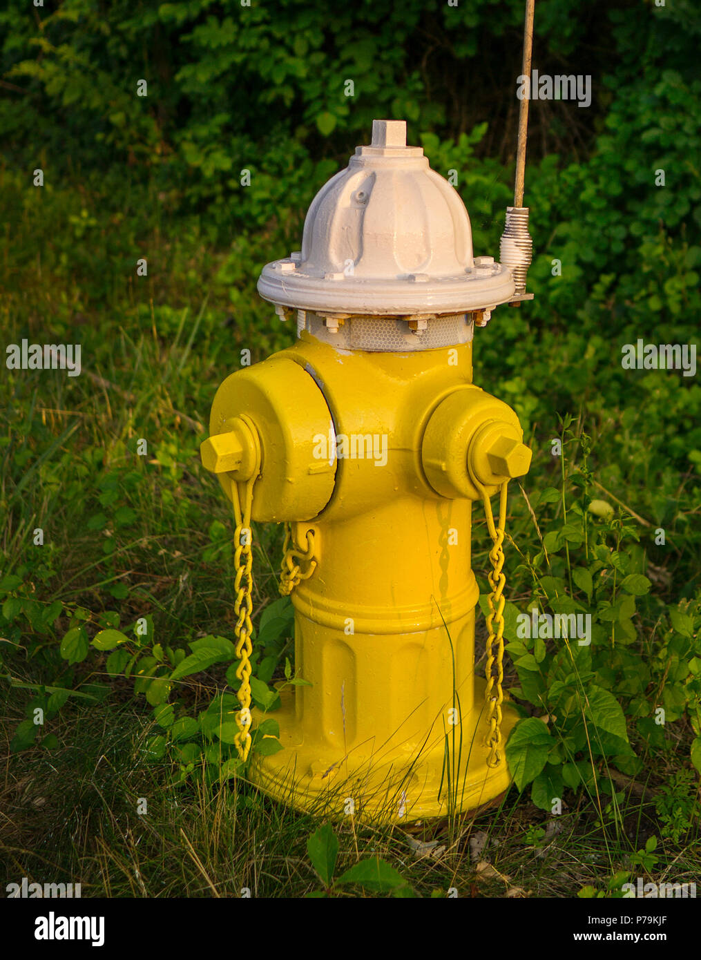 Yellow fire hydrant just painted Stock Photo - Alamy