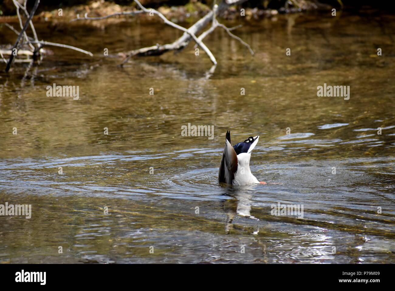 Diving duck hi-res stock photography and images - Alamy