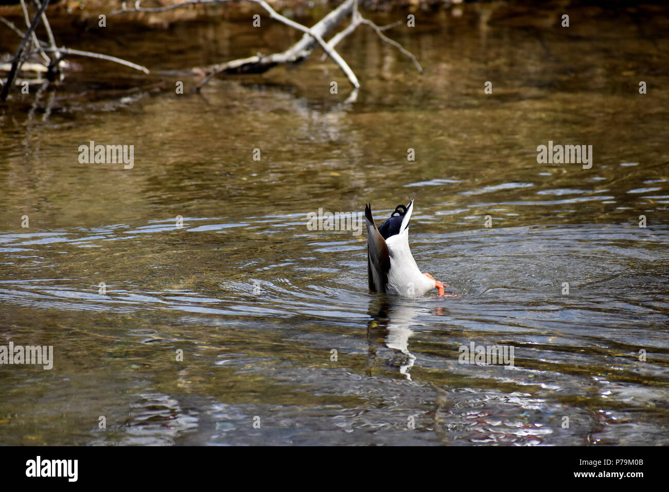 Diving duck hi-res stock photography and images - Alamy