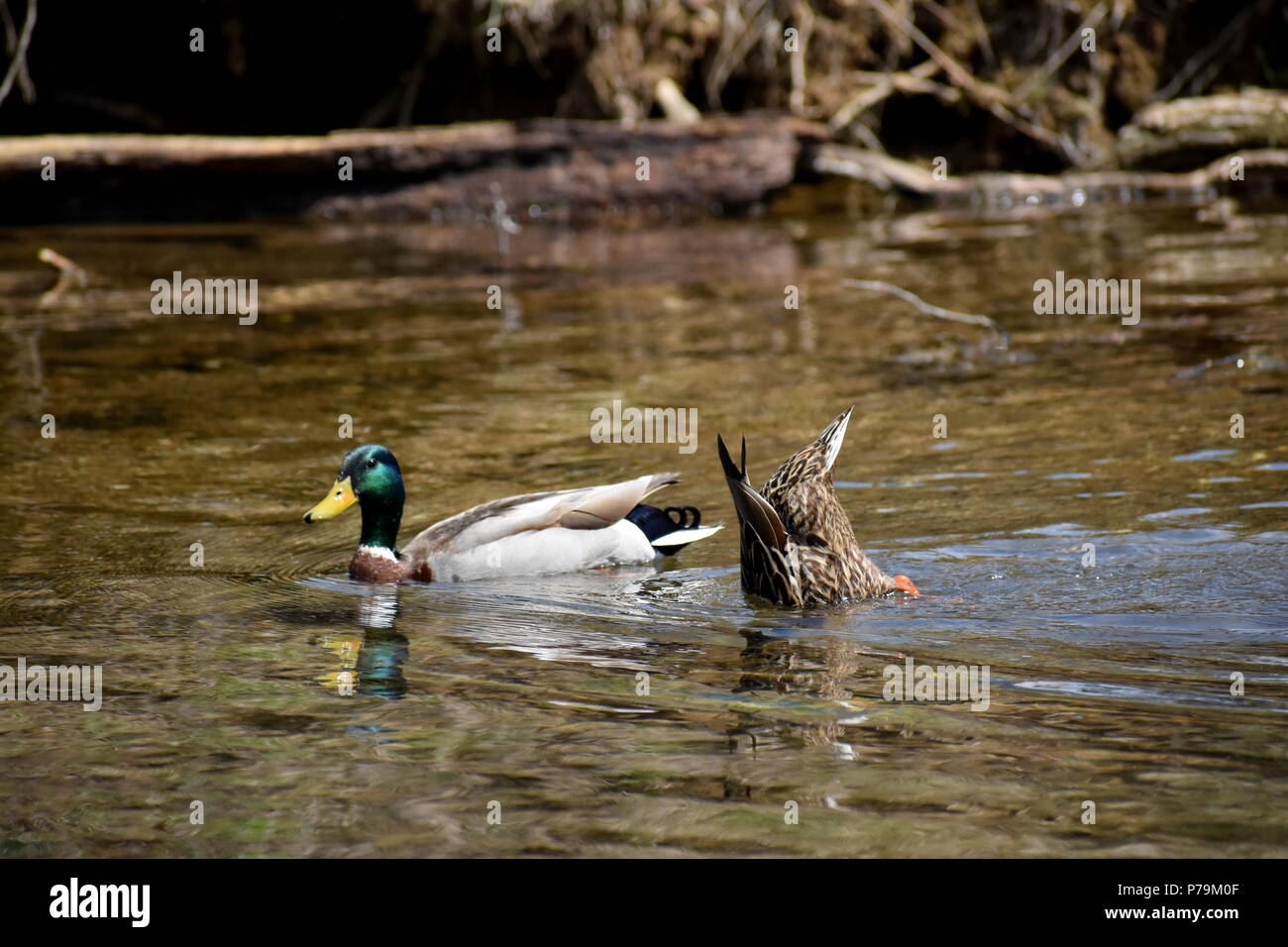 Diving Ducks Stock Photos & Diving Ducks Stock Images - Alamy