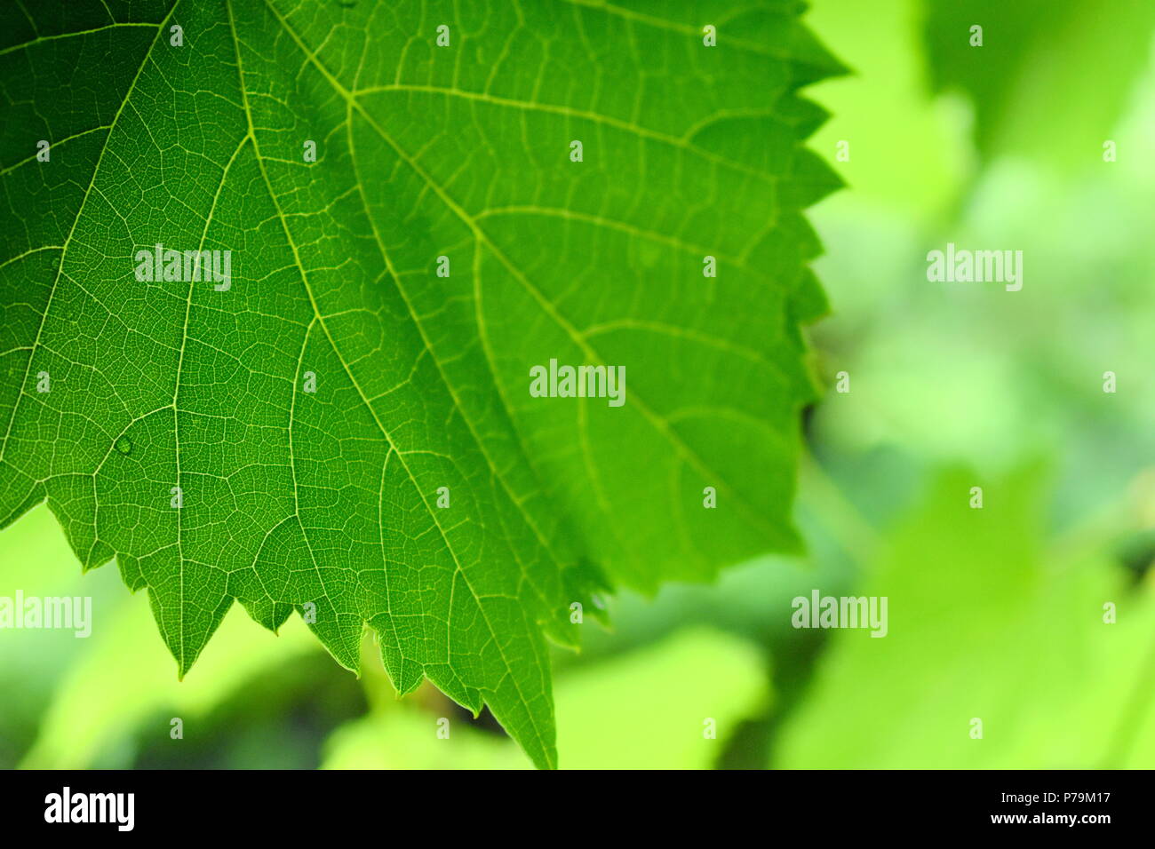 Vein leaf hi-res stock photography and images - Alamy