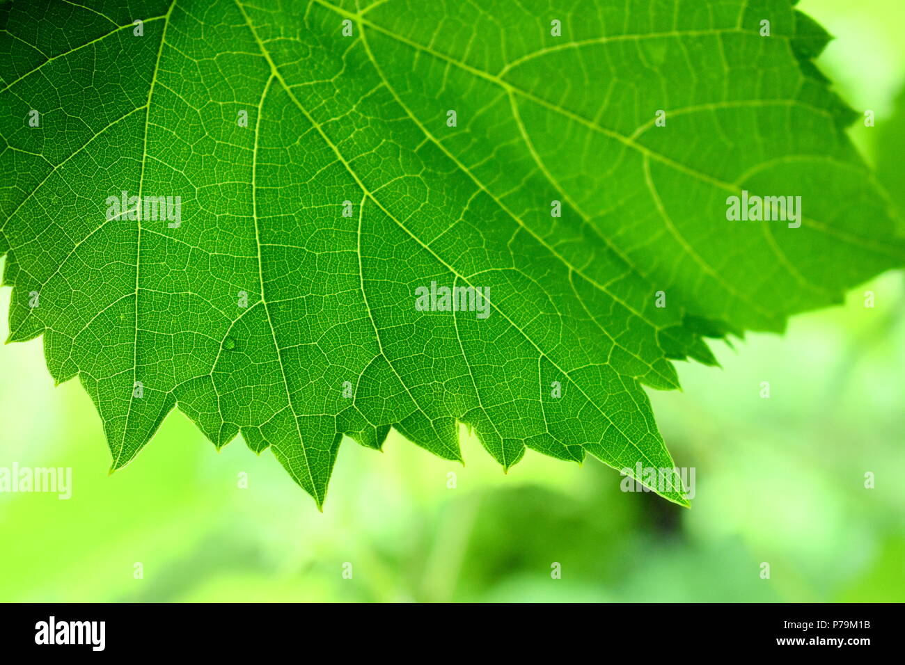 Leaf up close hi-res stock photography and images - Alamy