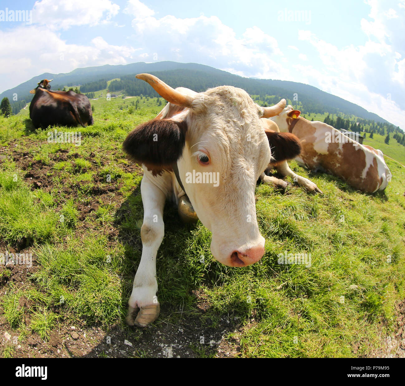 cow with little horns in mountain with fish eye lens Stock Photo - Alamy