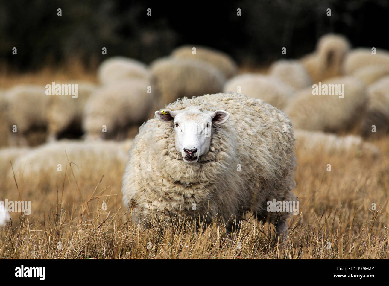 Full fleece sheep just before shearing Stock Photo - Alamy