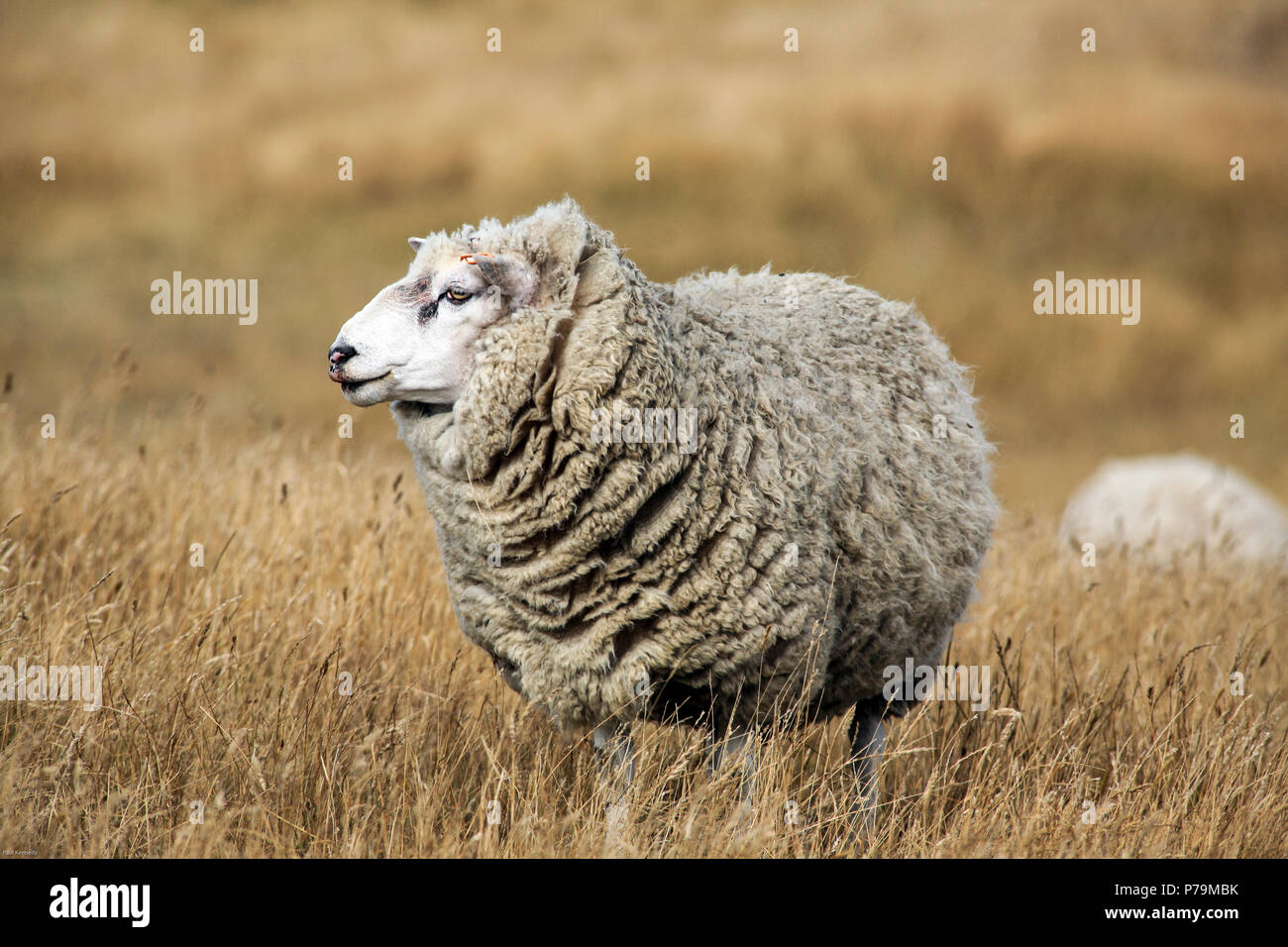 Full fleece sheep just before shearing Stock Photo - Alamy