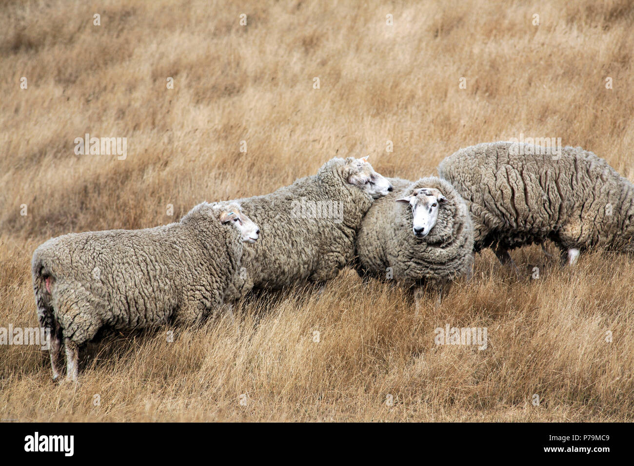 Sheep before shearing hi-res stock photography and images - Alamy