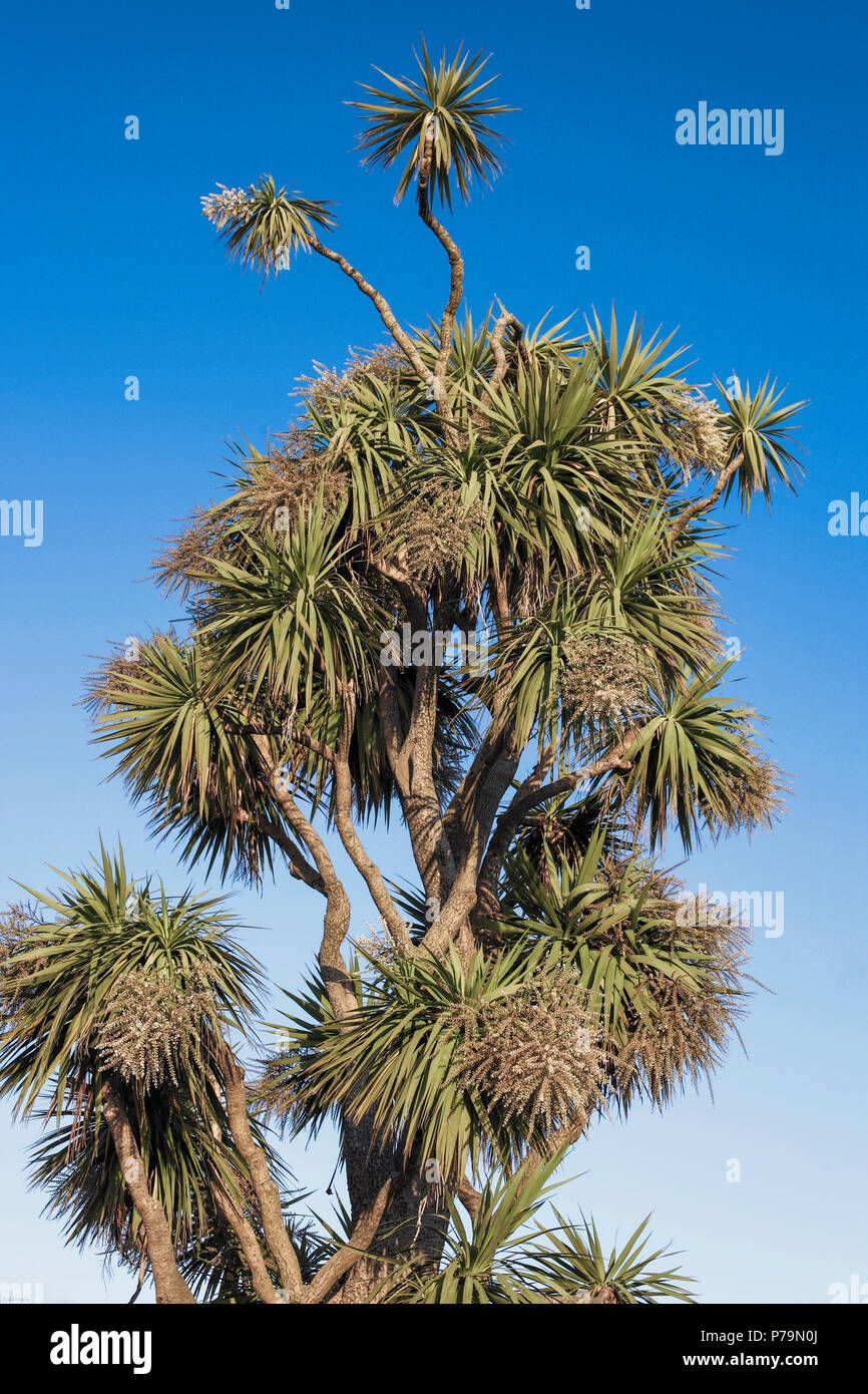 New Zealand cabbage tree (Cordyline australis Stock Photo - Alamy