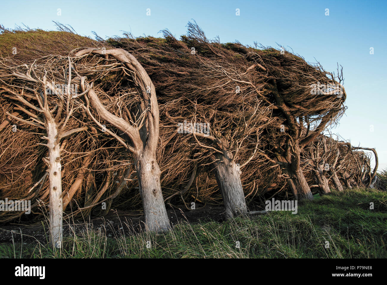 Windswept trees new zealand hi-res stock photography and images - Alamy