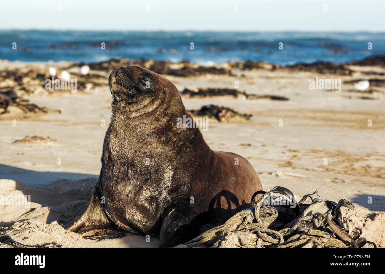 Cannibal islands hi-res stock photography and images - Alamy