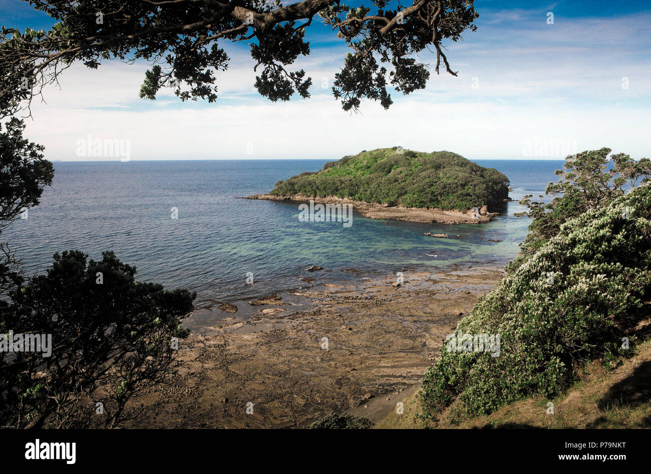 Marine life at goat island new zealand hi-res stock photography and ...