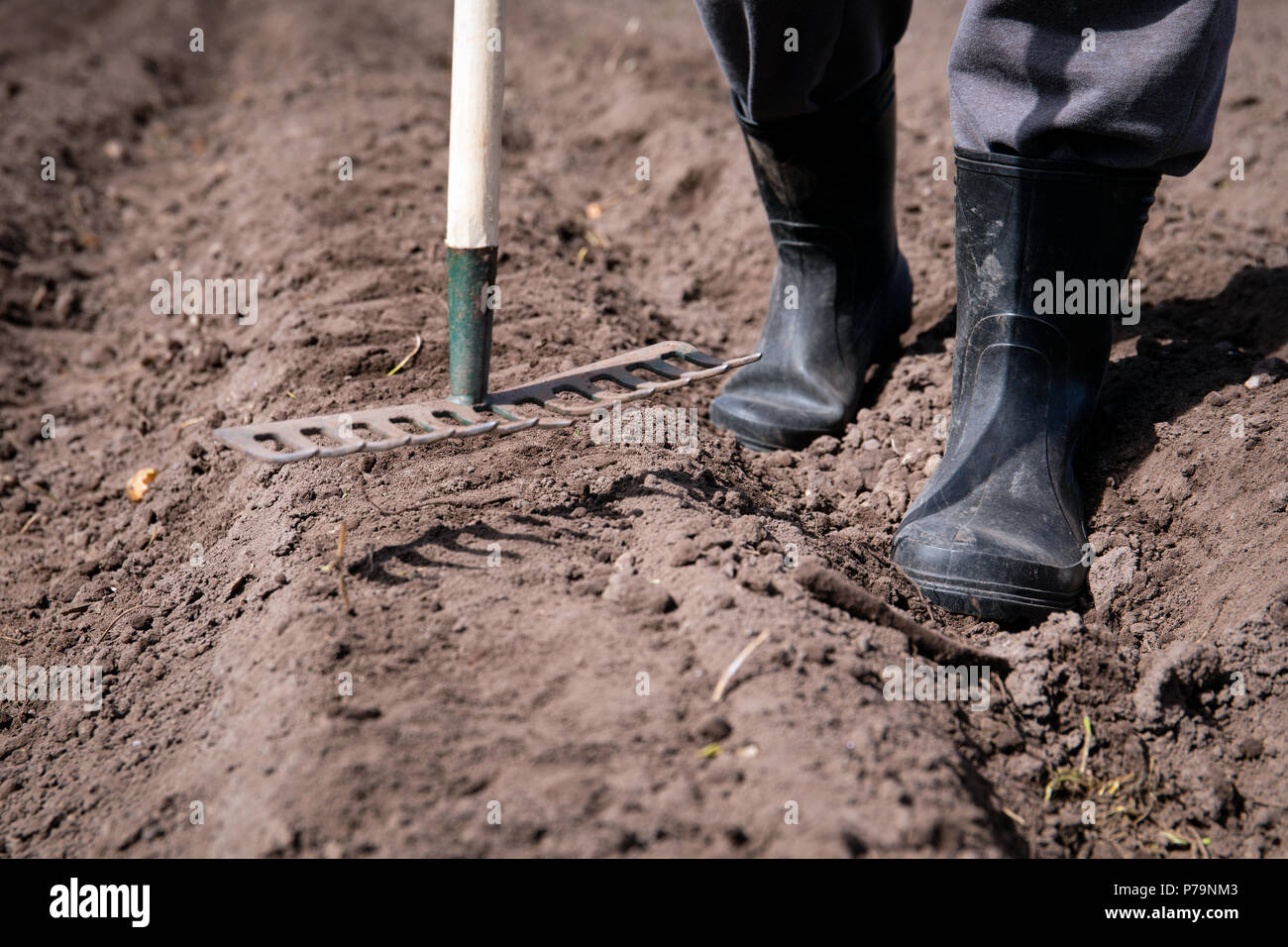 Cultivating garden with hand raker Stock Photo - Alamy