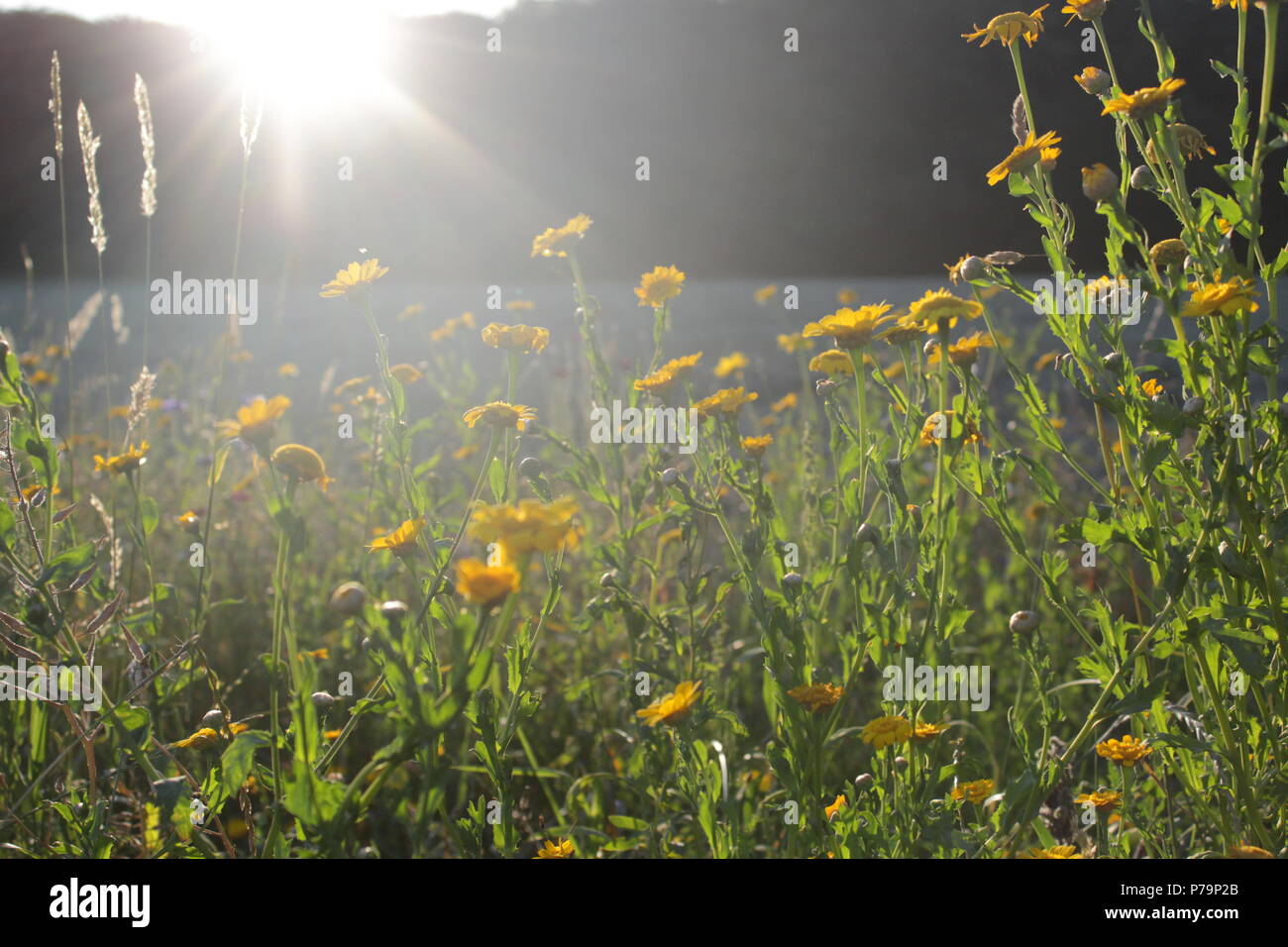 Corn marigold or Corn daisy (Glebionis segetum) with its bright yellow ...