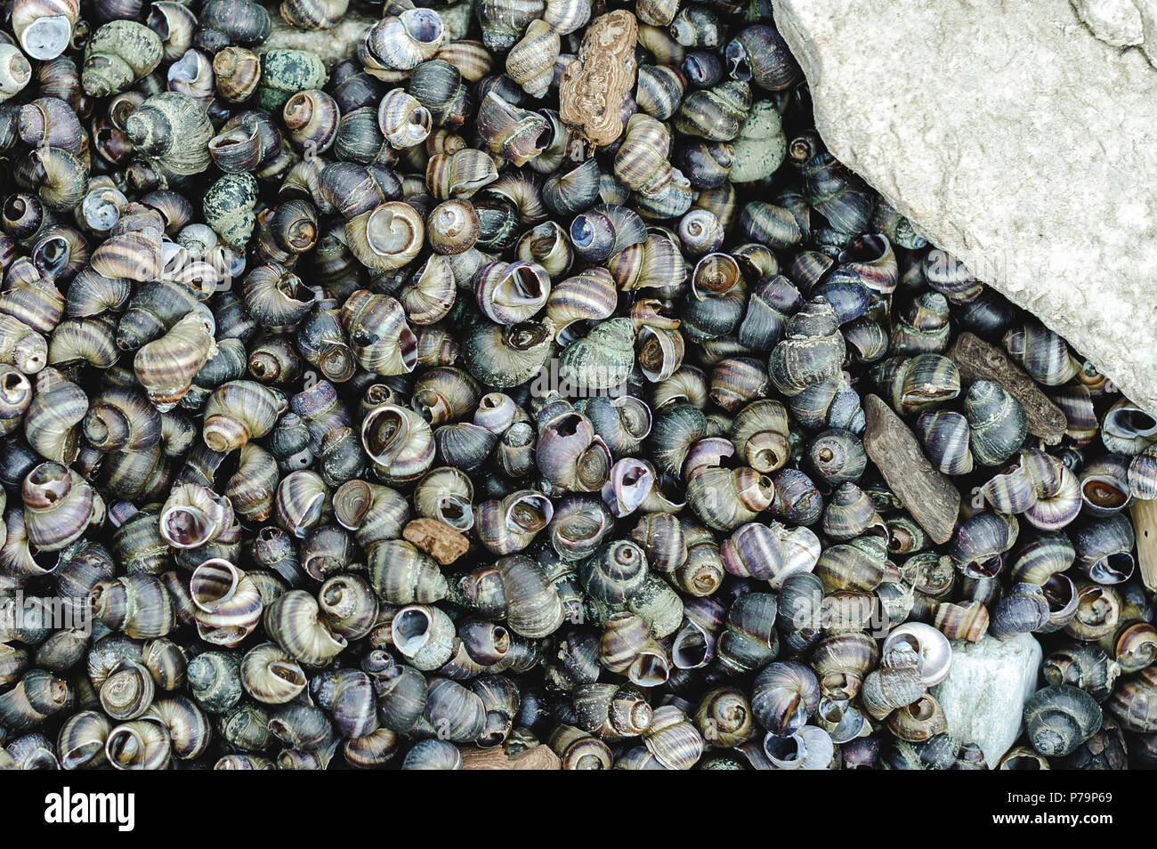 many river shells lie on the seashore Stock Photo - Alamy