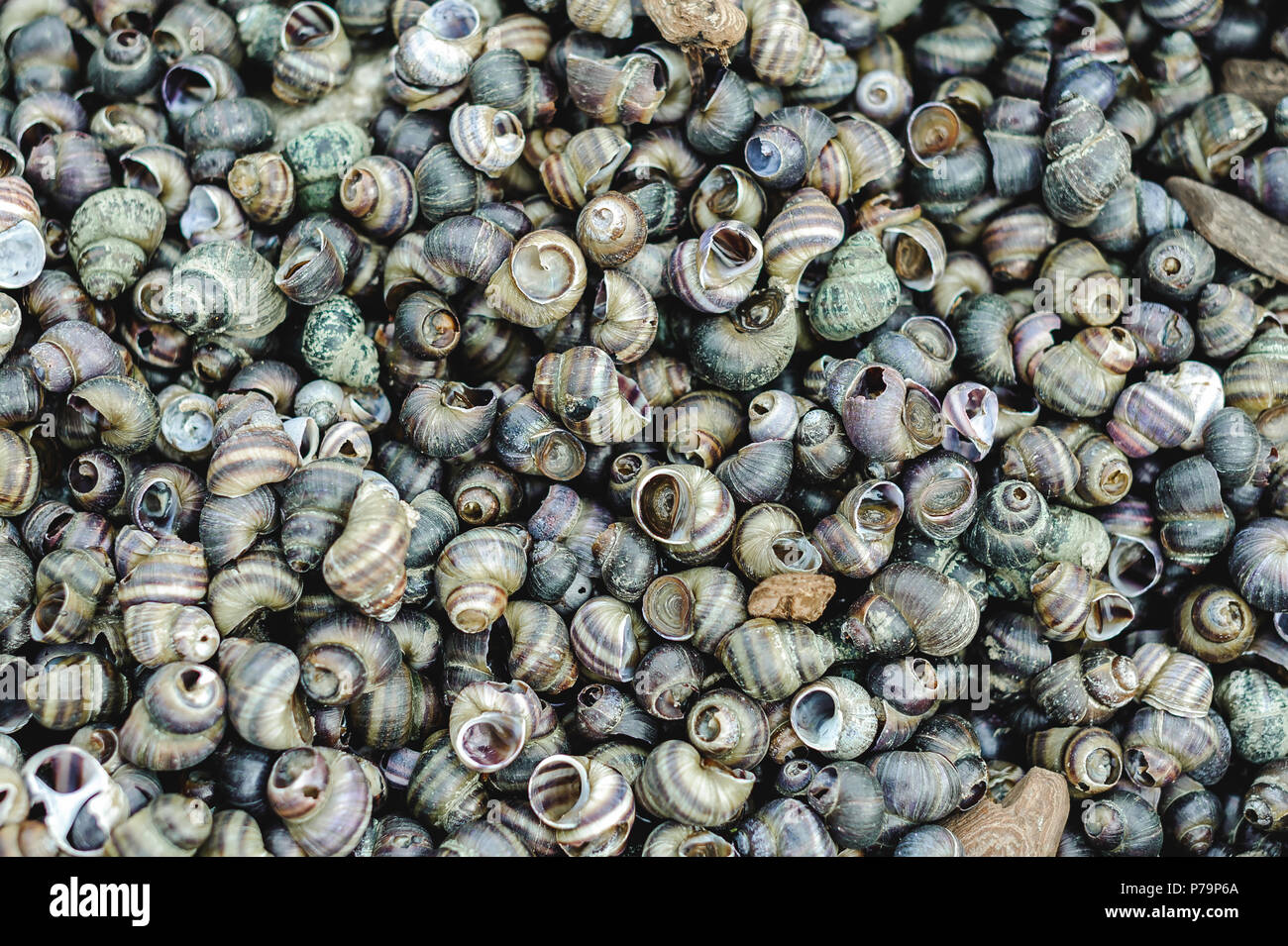 many river shells lie on the seashore Stock Photo - Alamy