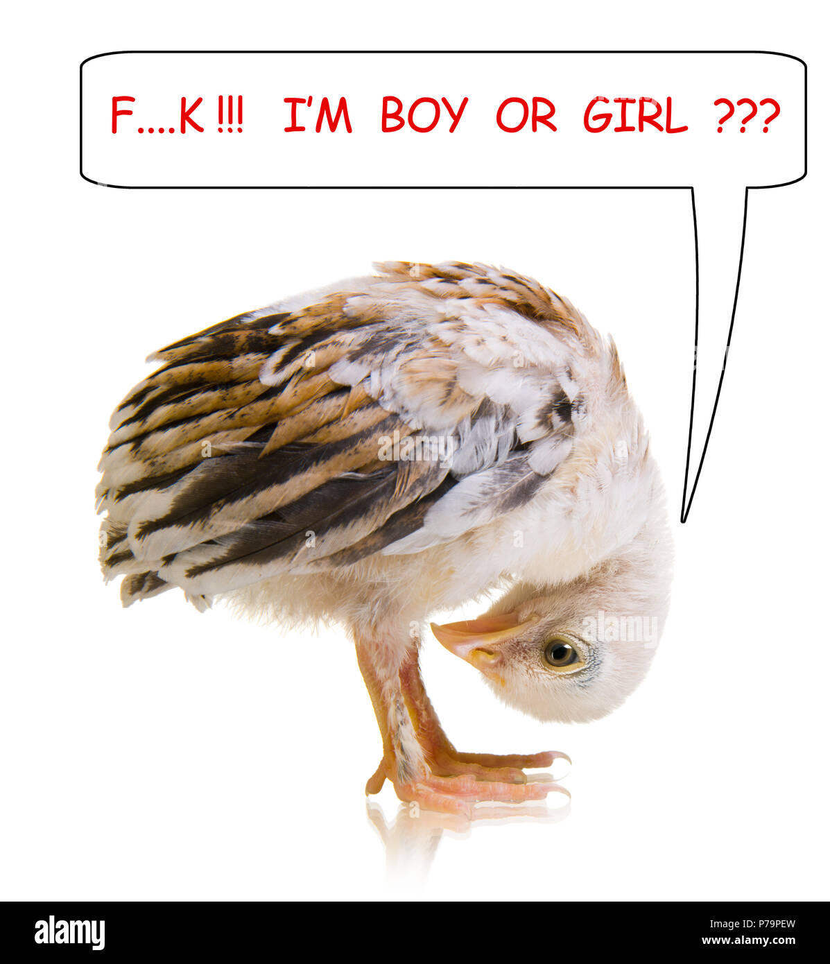little chick on white background, isolated, funny stoop head Stock ...
