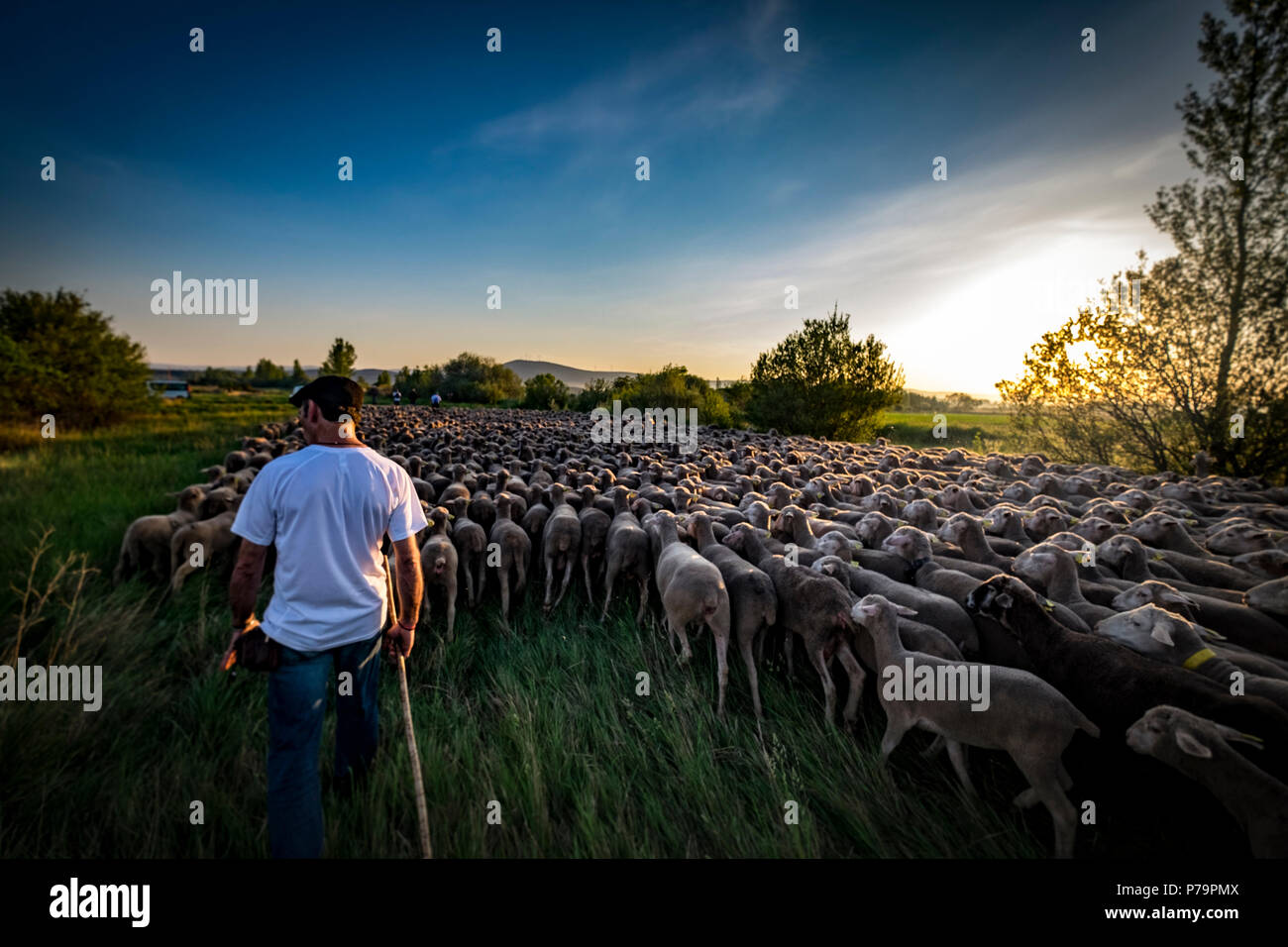 Transhumance migration hi-res stock photography and images - Alamy