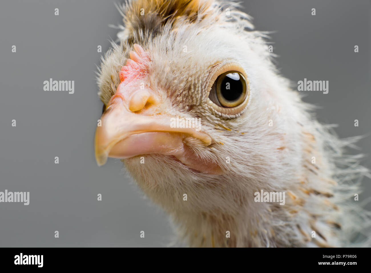 head chick close up, gaze look on camera, horizontal photo Stock Photo ...