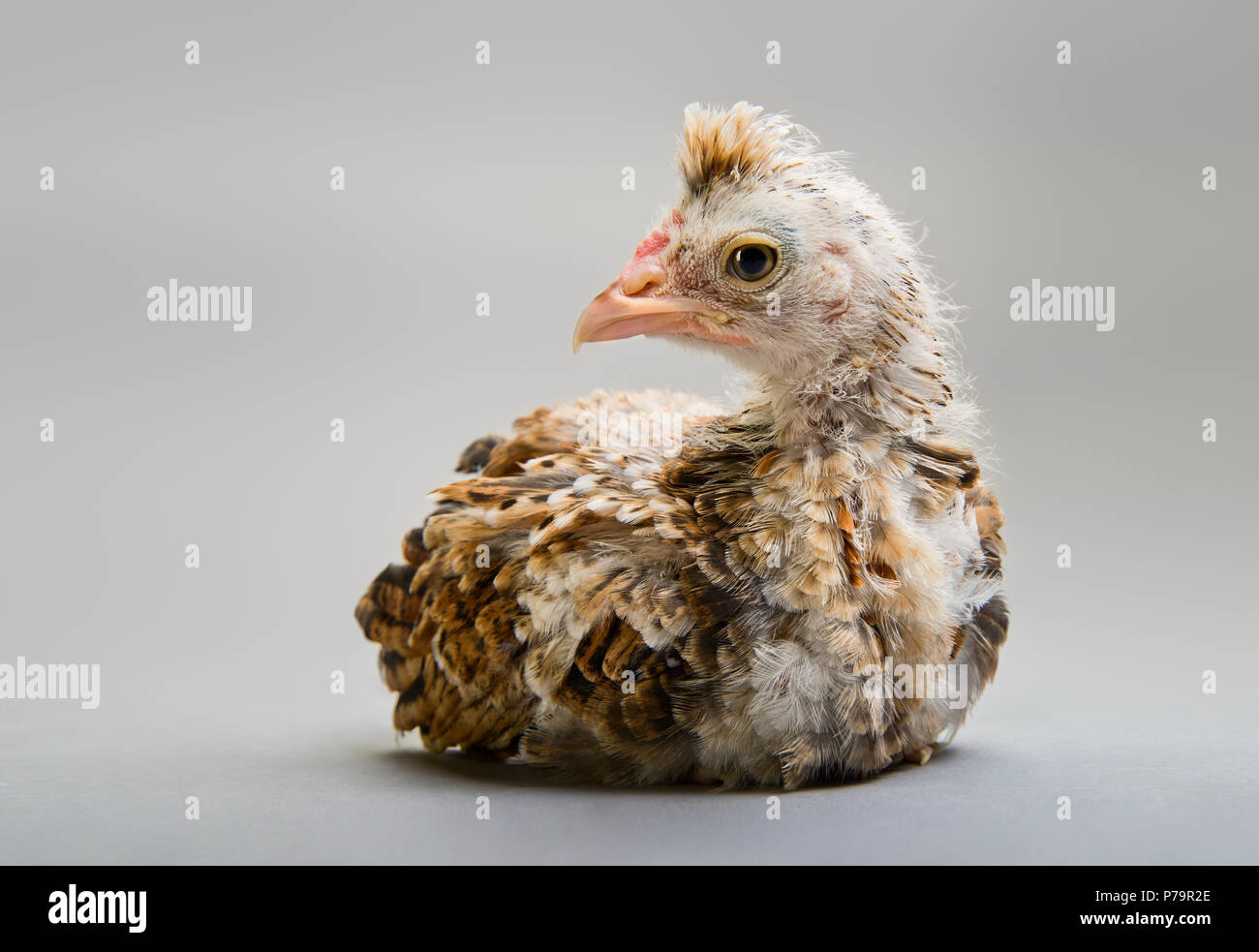 one adolescent chick stand on grey background, close up Stock Photo - Alamy