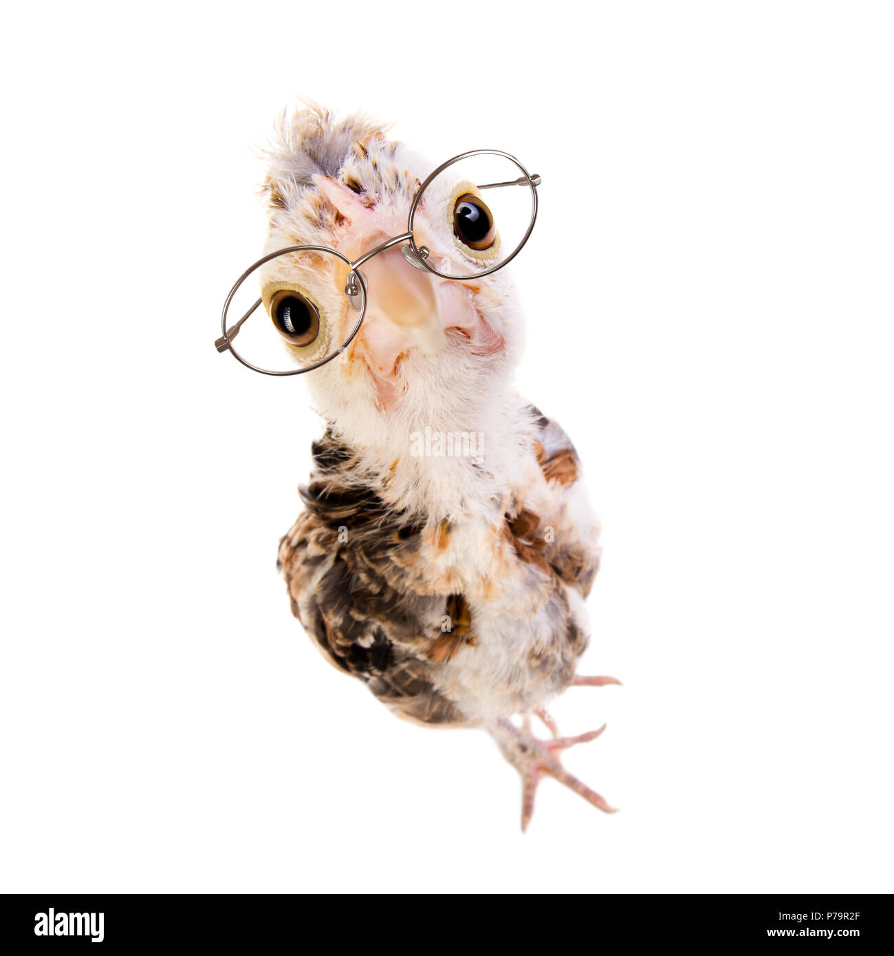 Chicken eyeglasses hi-res stock photography and images - Alamy
