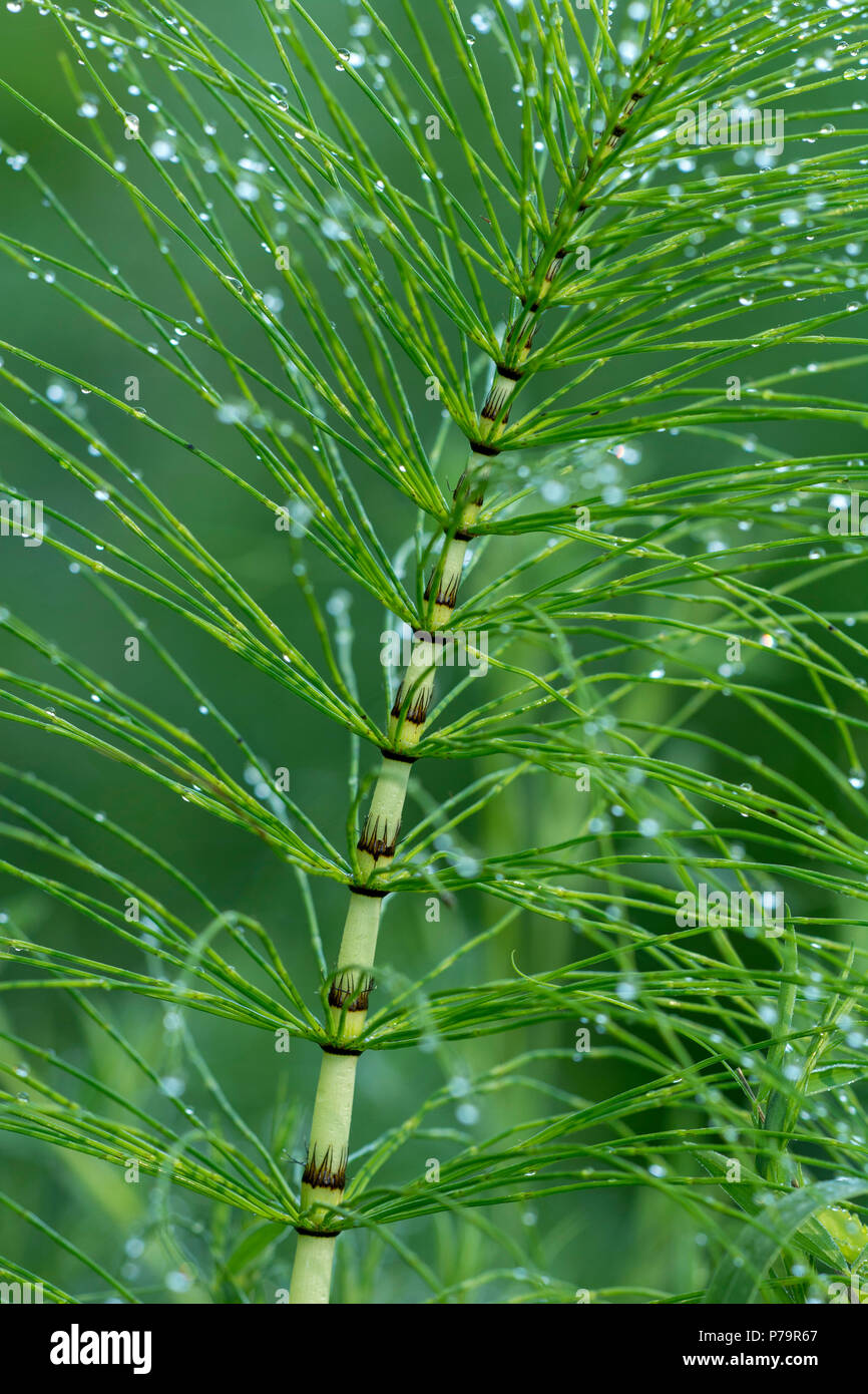 Great horsetail (Equisetum telmateia), close-up, Burgenland, Austria ...