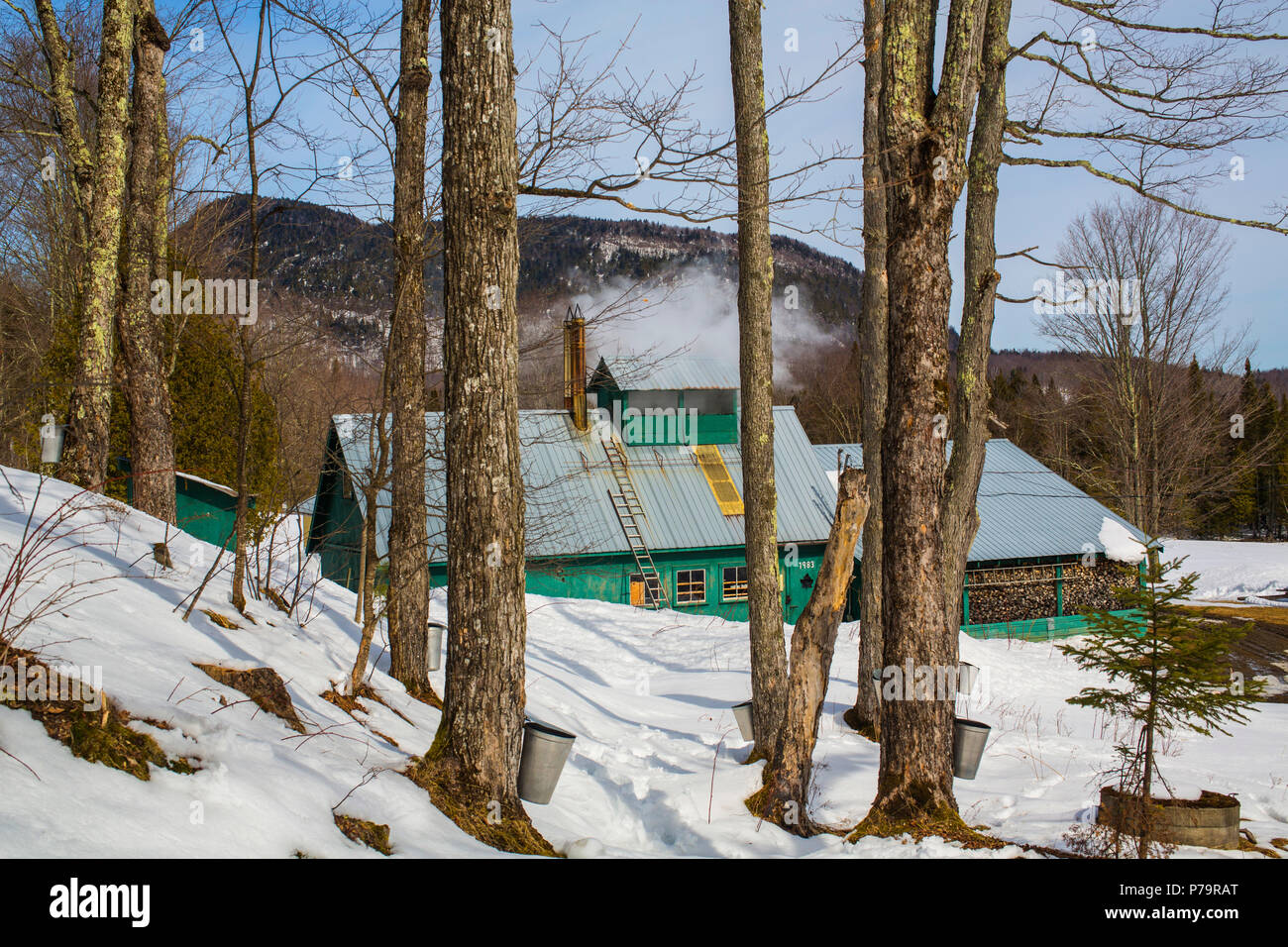 Sugarhouse in spring with buckets on Maple trees, Eastern Townships ...