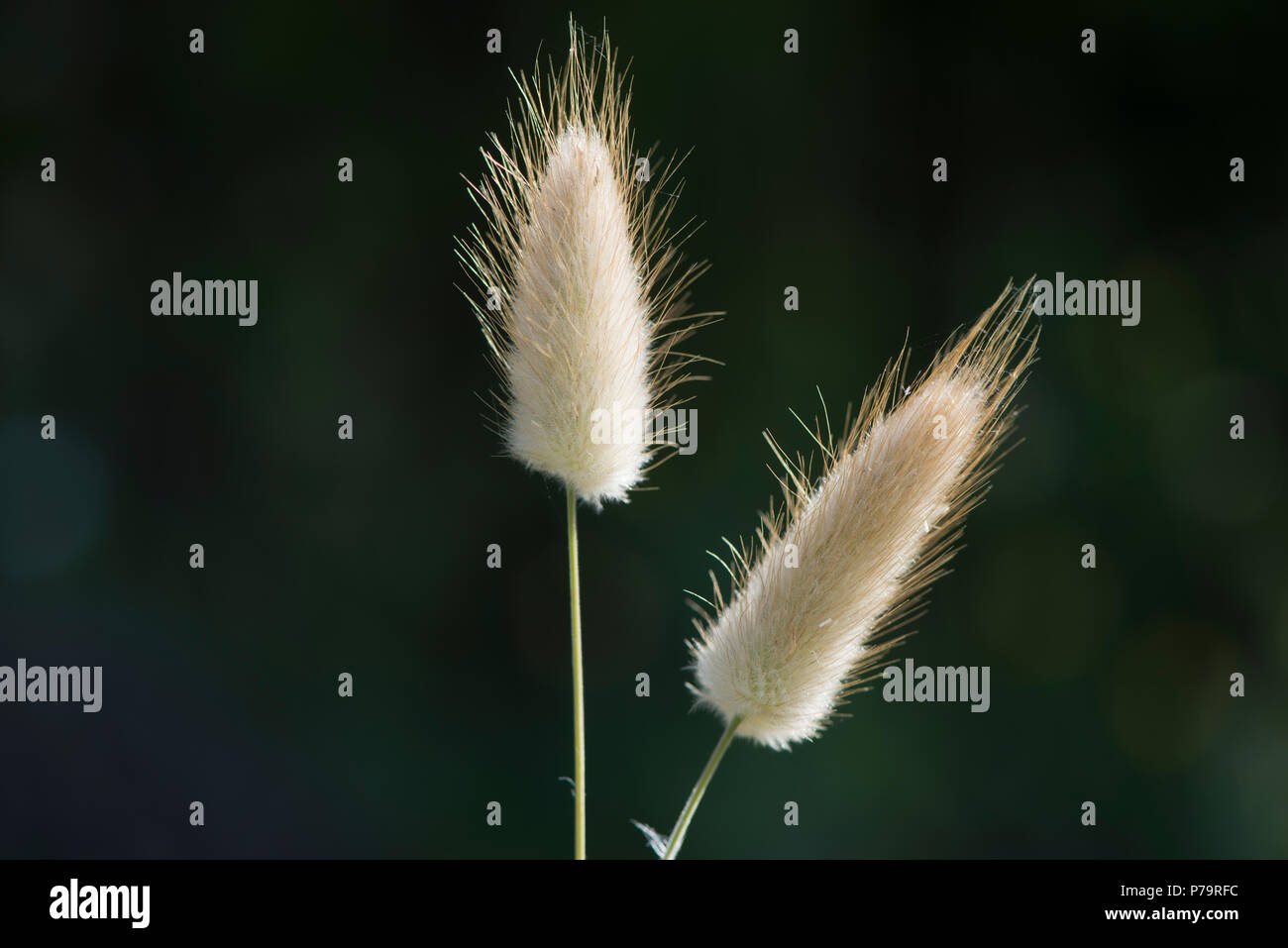 Hares tail grass (Lagurus ovatus), Ile Rousse, Corsica, France Stock ...