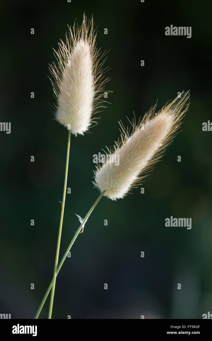 Hares tail grass (Lagurus ovatus), Ile Rousse, Corsica, France Stock ...
