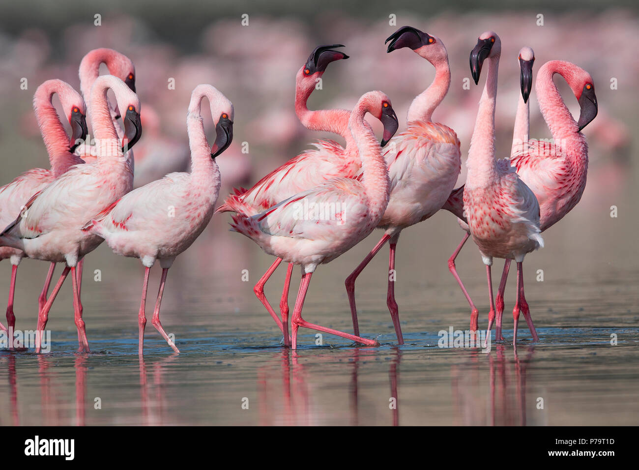 The image of Lesser flamingo (Phoenicoparrus minor) courtship dance in ...