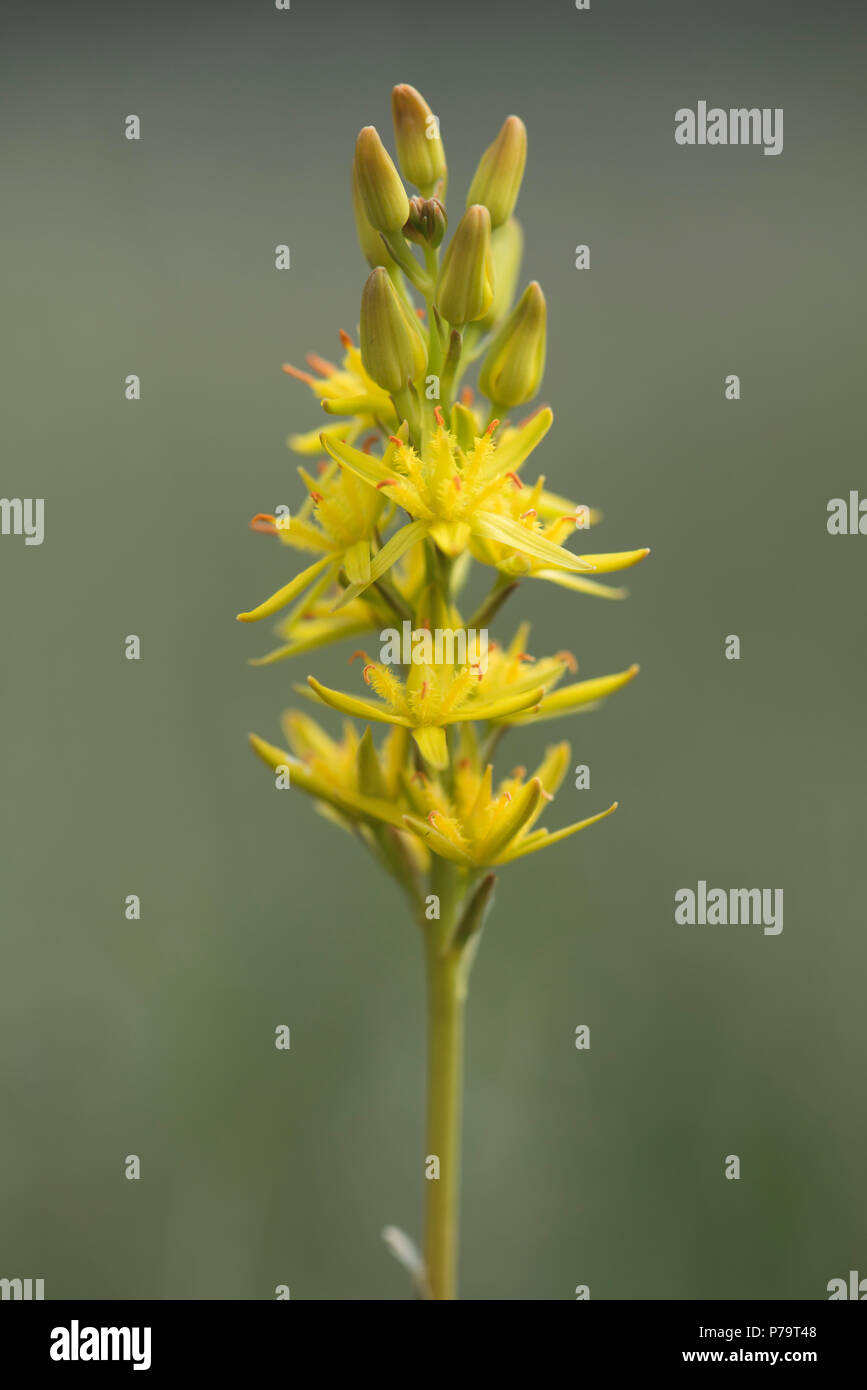 Bog Asphodel (Narthecium ossifragum), Emsland, Lower Saxony, Germany ...