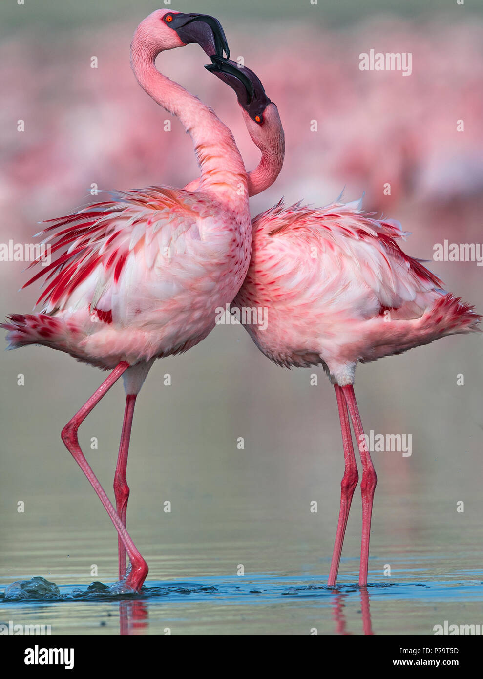 The image of Lesser flamingo (Phoenicoparrus minor) courtship dance in ...