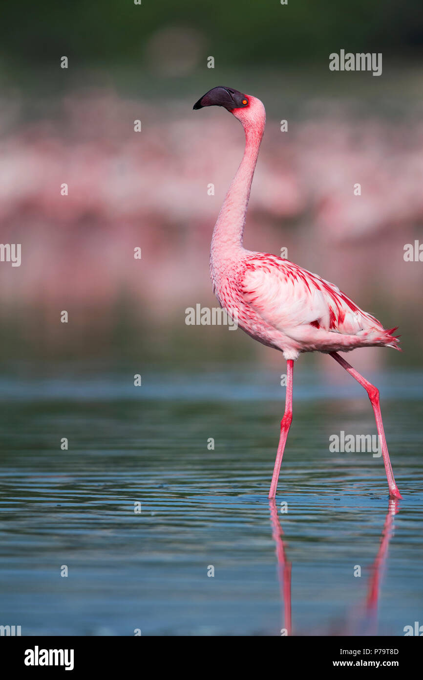 The image of Lesser flamingo (Phoenicoparrus minor) in Gujurat, India ...