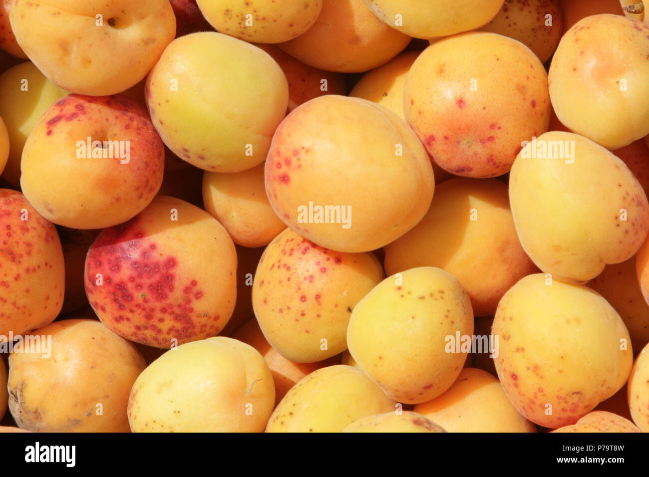 Orange apricot flesh hi-res stock photography and images - Alamy Orange apricot flesh hi-res stock photography and images - Alamy