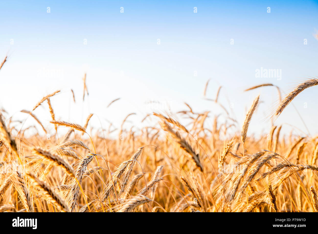 Rye fields hi-res stock photography and images - Alamy