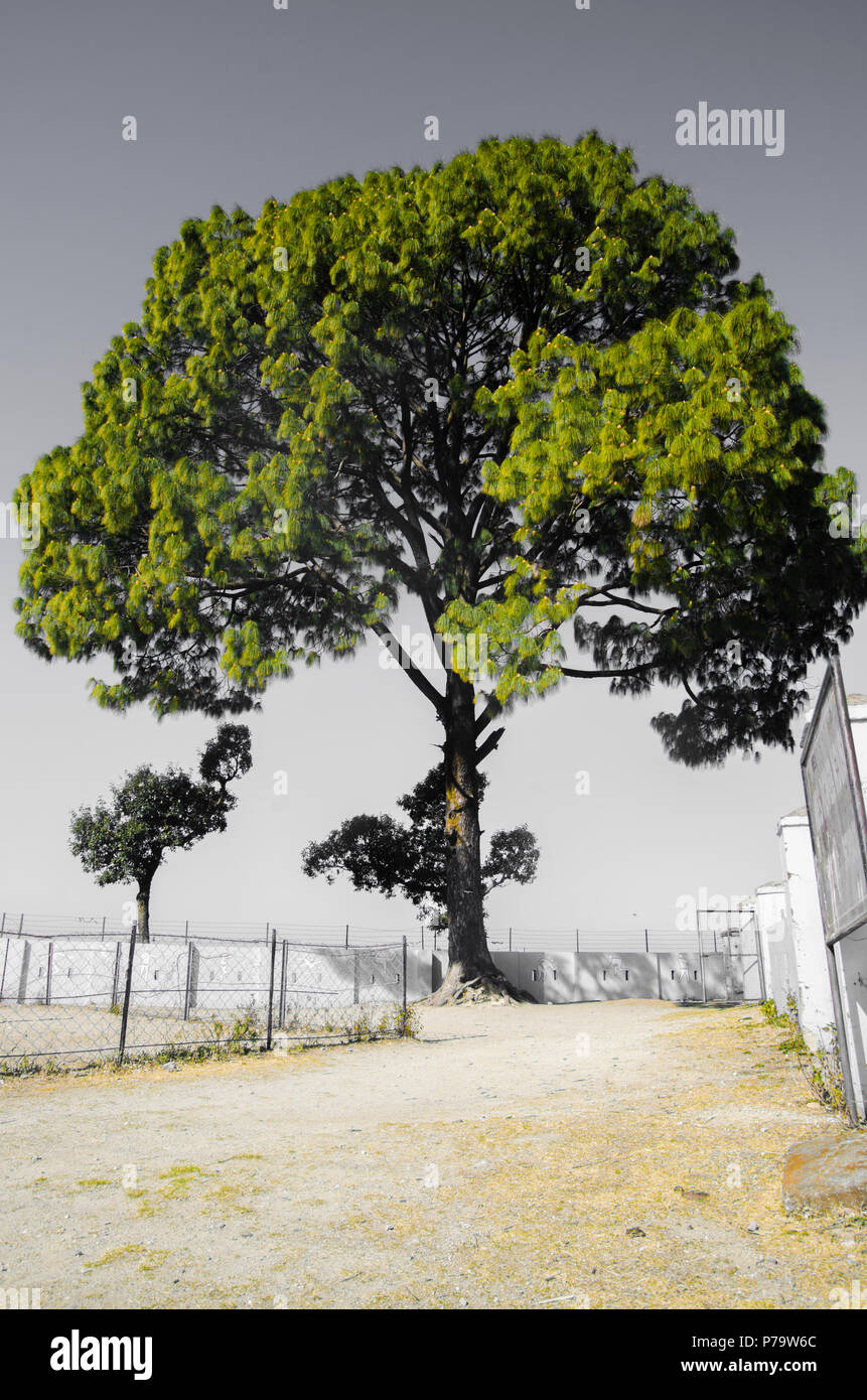 Ladscape trees hi-res stock photography and images - Alamy