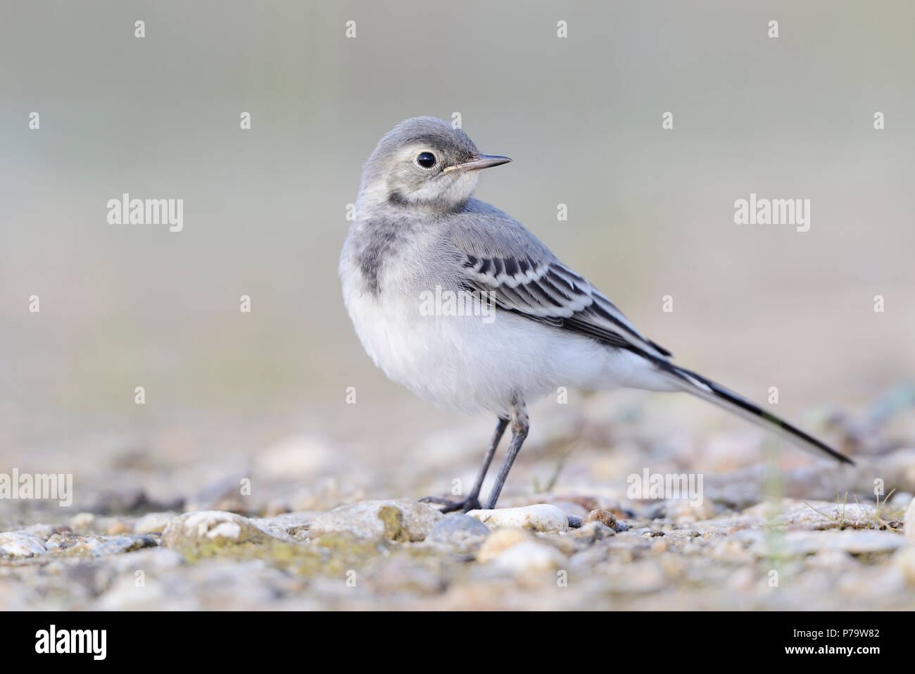 White wagtail (Motacilla alba) Young bird in an abandoned gravel pit ...