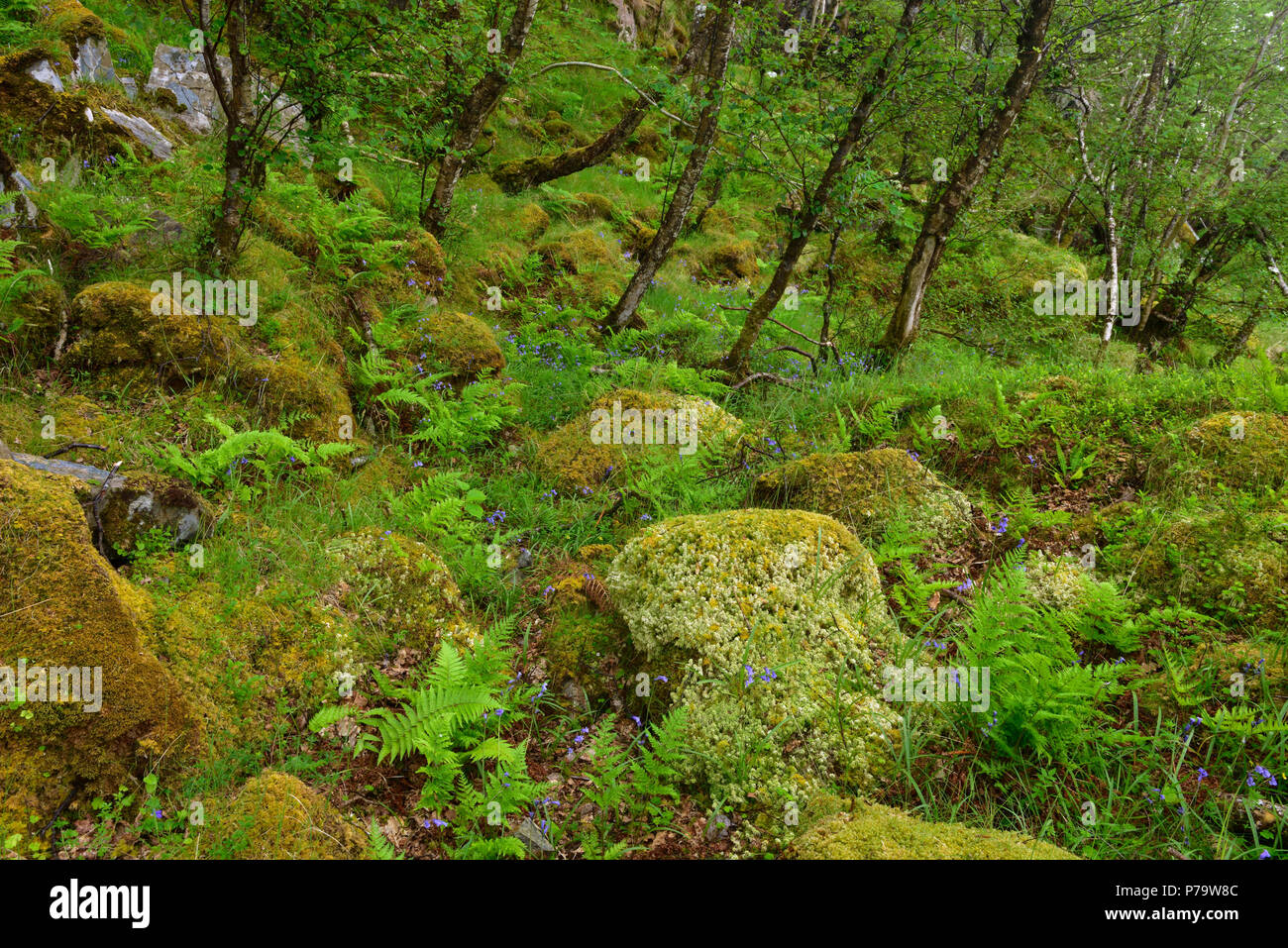Moss and lichen forest near Oban, Scotland, Great Britain Stock Photo ...