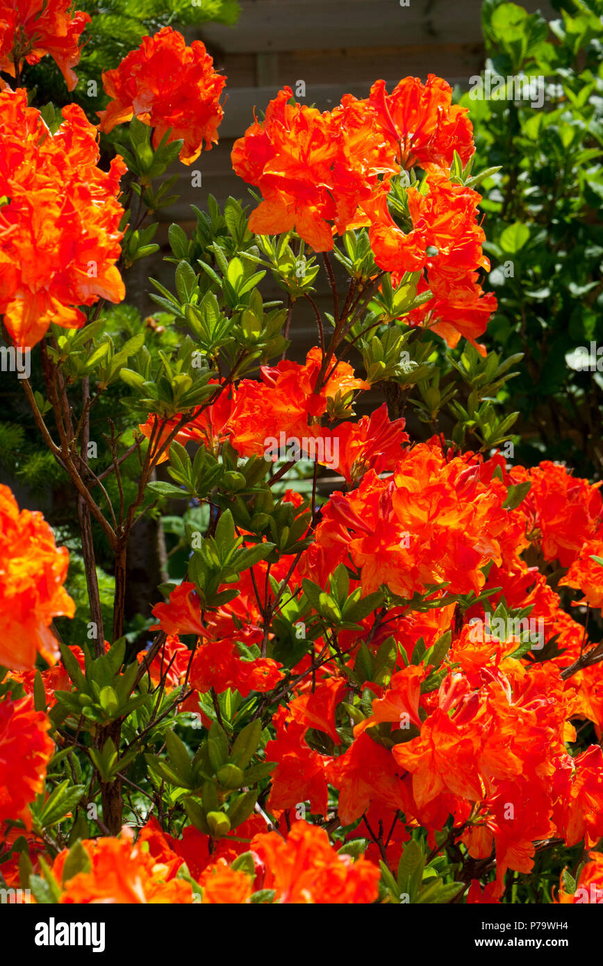 Azelia hi-res stock photography and images - Alamy