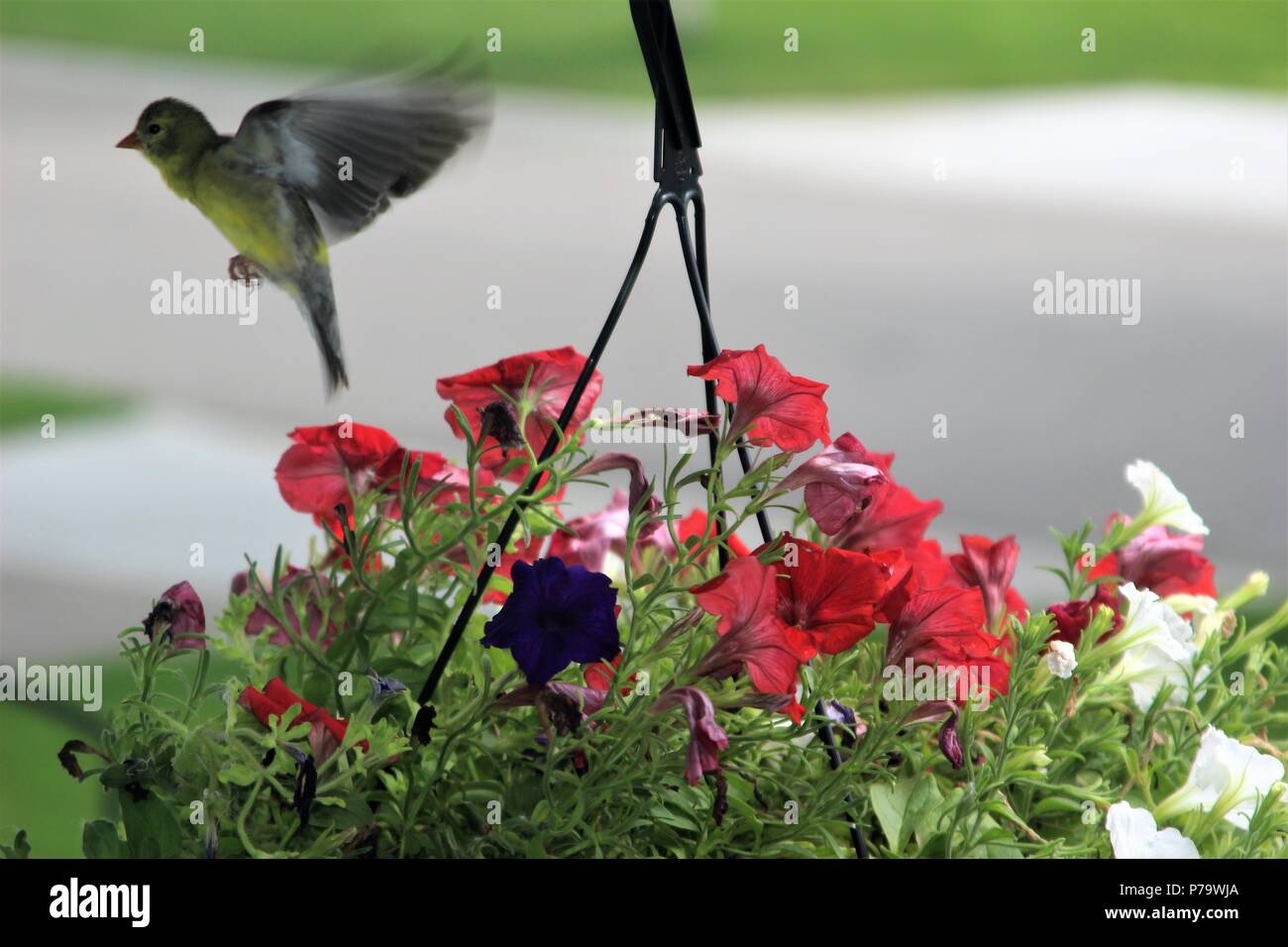 Playful aviculture hi-res stock photography and images - Alamy