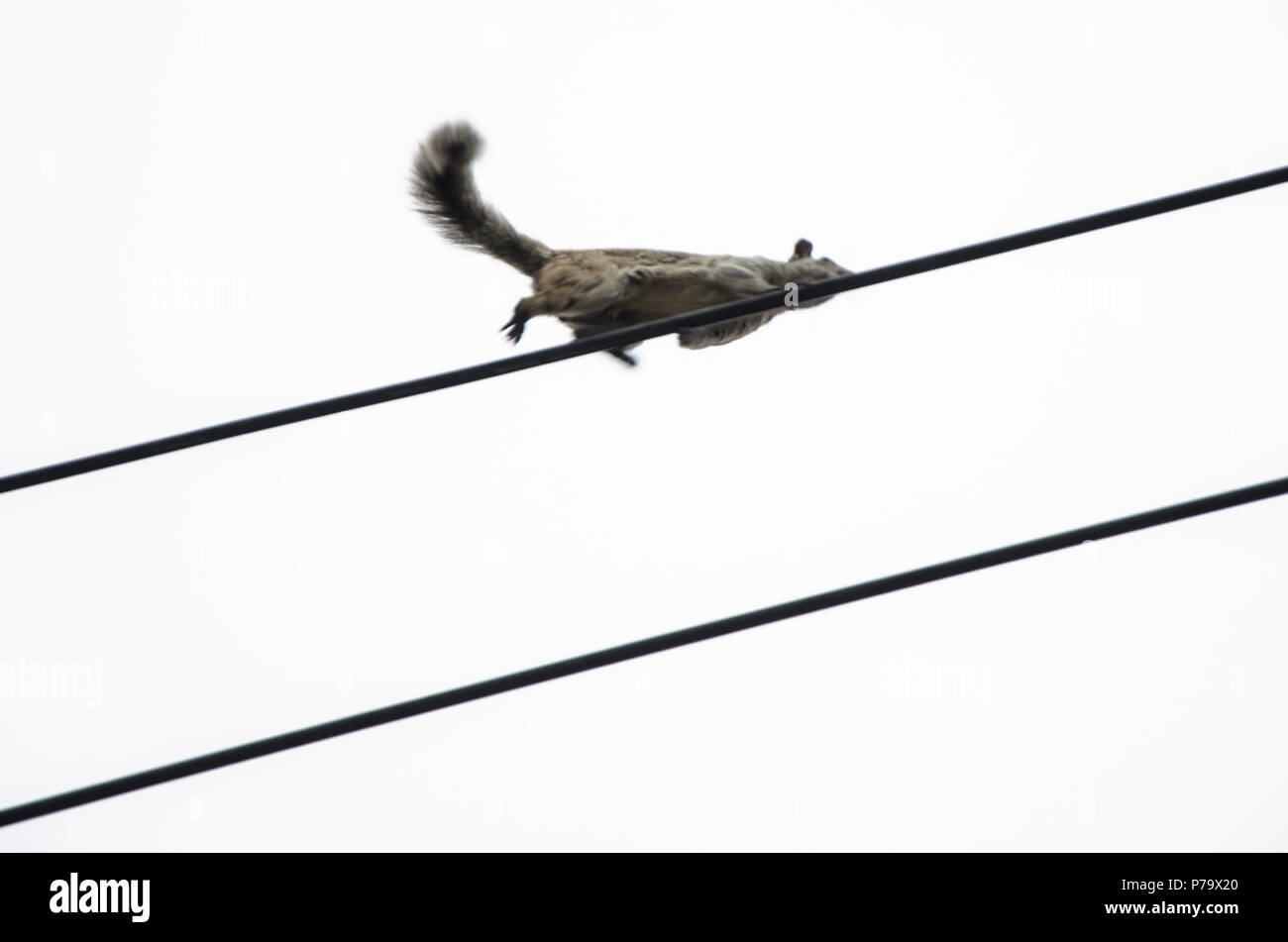 Squirrel on electric cable hi-res stock photography and images - Alamy