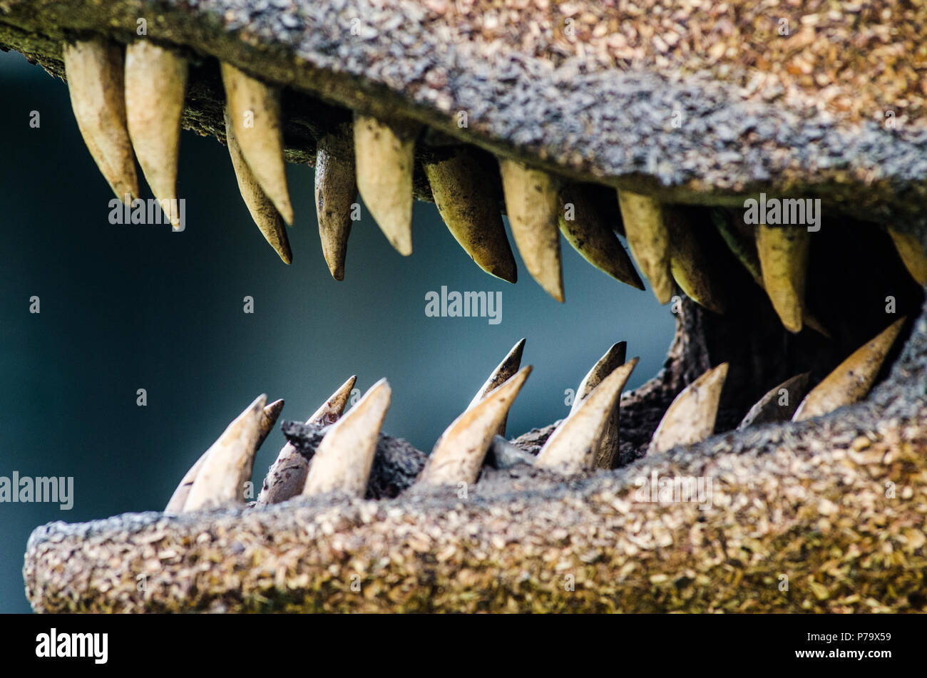 Close-up of a crocodile's teeth, terrifying photograph Stock Photo - Alamy