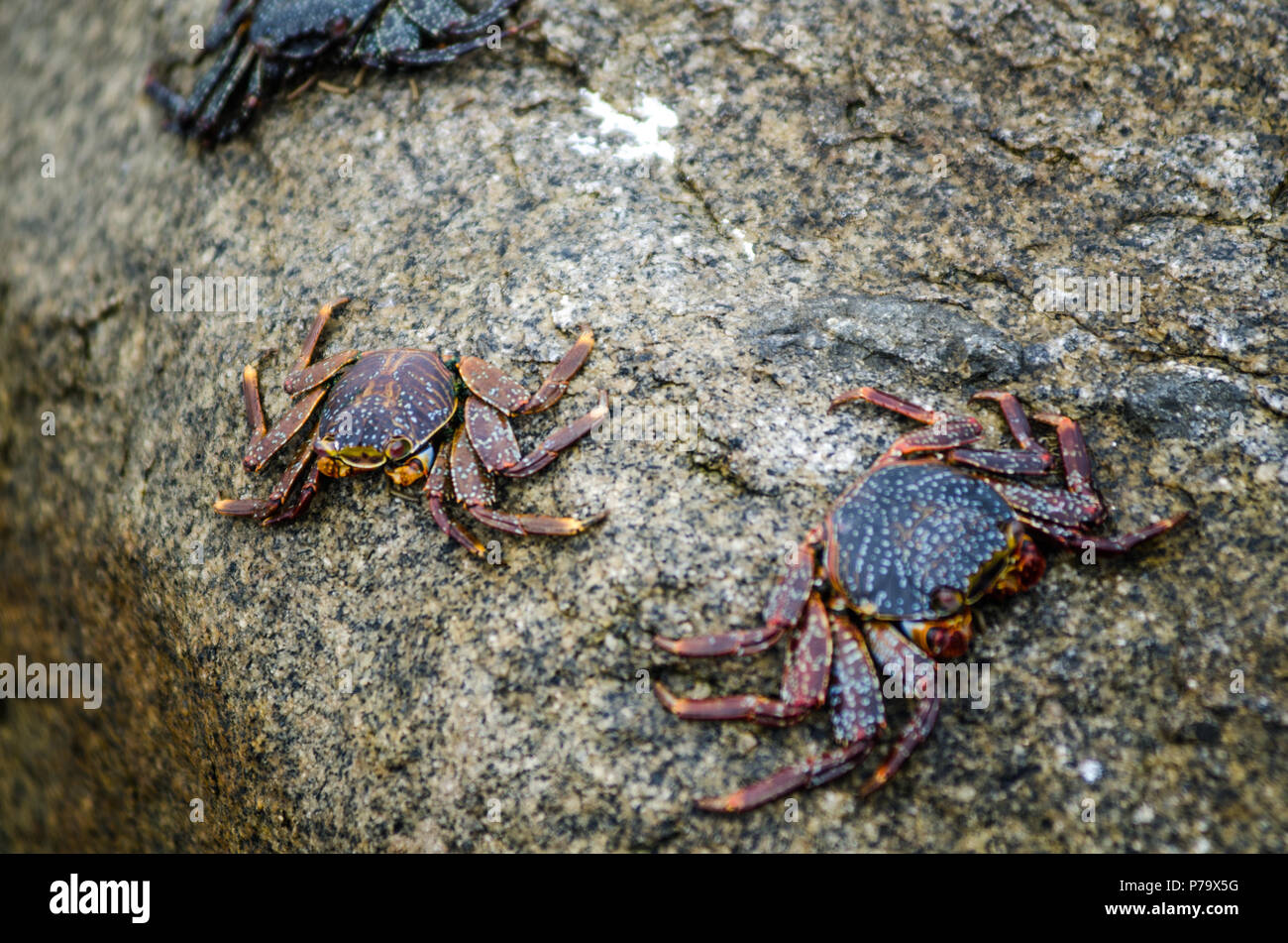 Crabs on the stone of a beach in Lima - Peru Stock Photo - Alamy