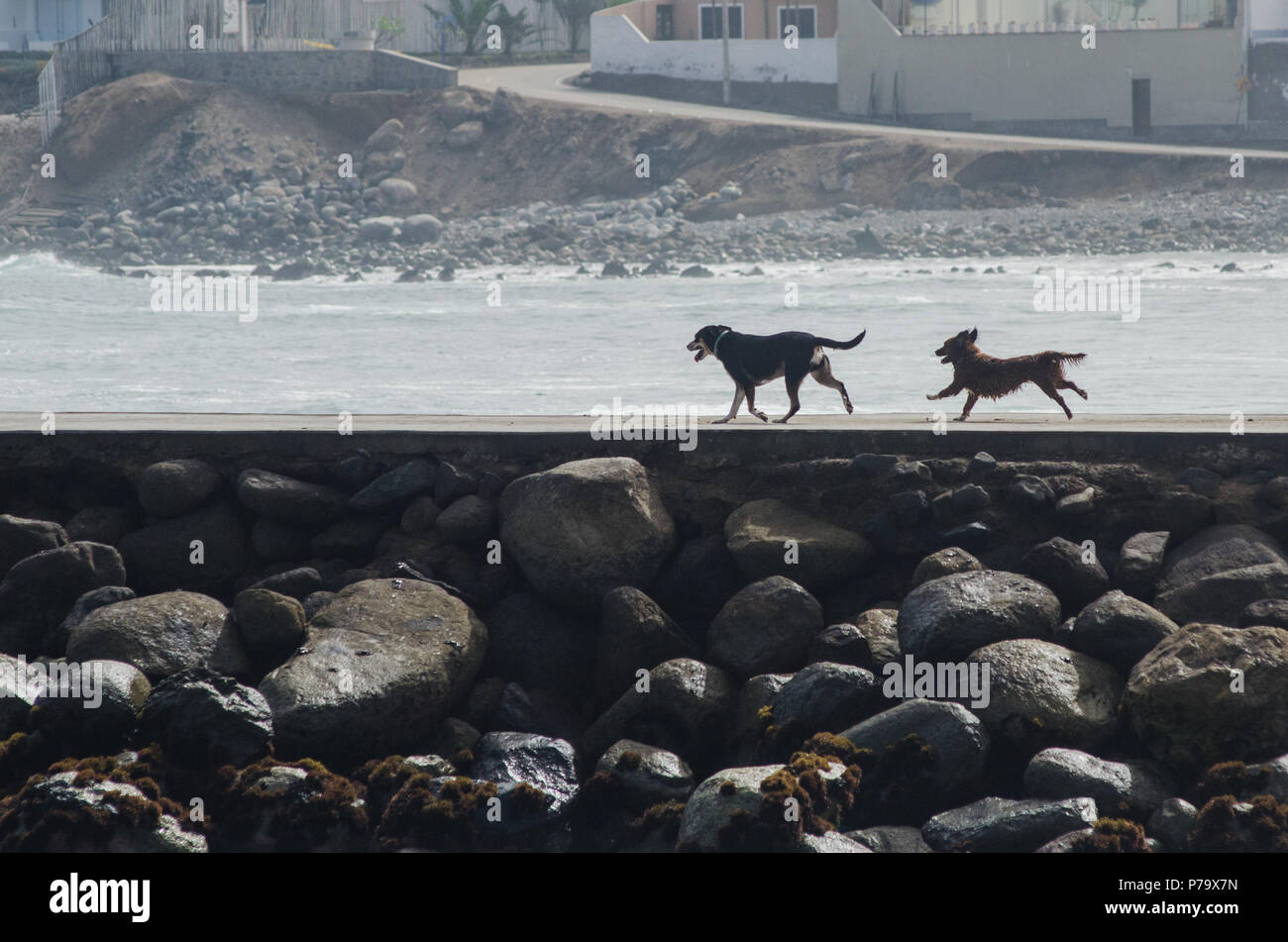 Two dogs running together hi-res stock photography and images - Alamy