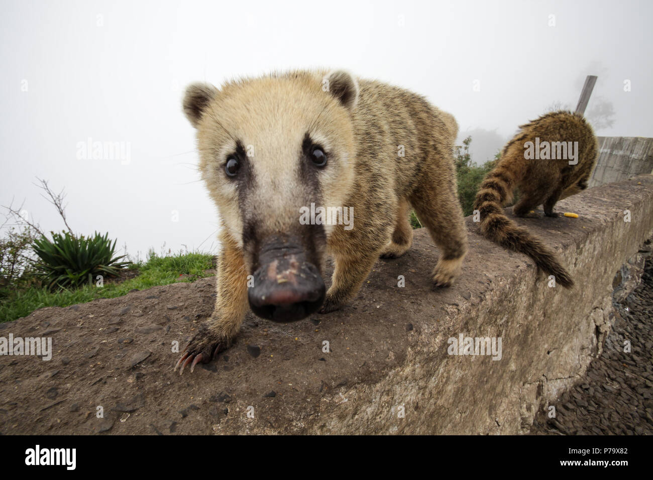 Santa Catarina, Brazil. Close up of a curious coati approaching the ...