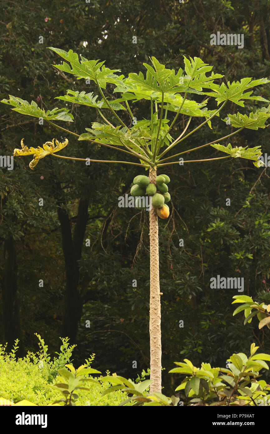 Young Papaya Tree