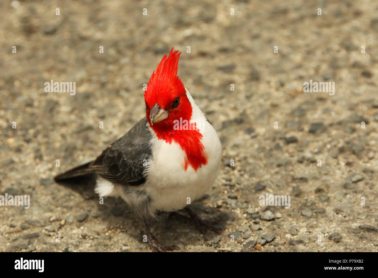 Hawaiian cardinal hi-res stock photography and images - Alamy