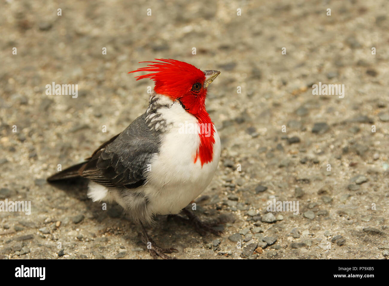 Red Crested Cardinal. Kualoa Regional Park, Kaneohe Bay, Oahu Island ...