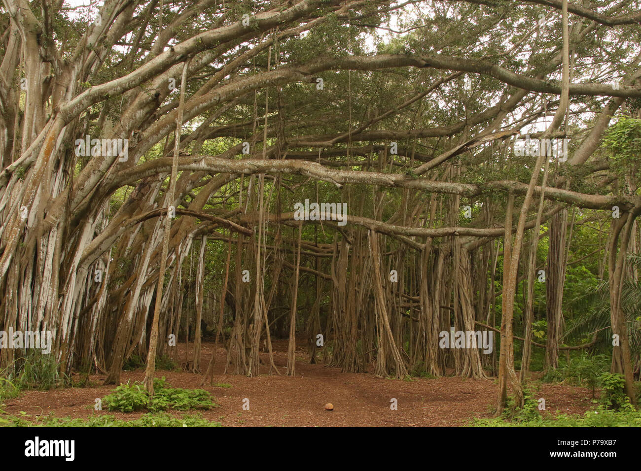 The Banyon Tree. This single tree, an amazing expanse of trunks and ...