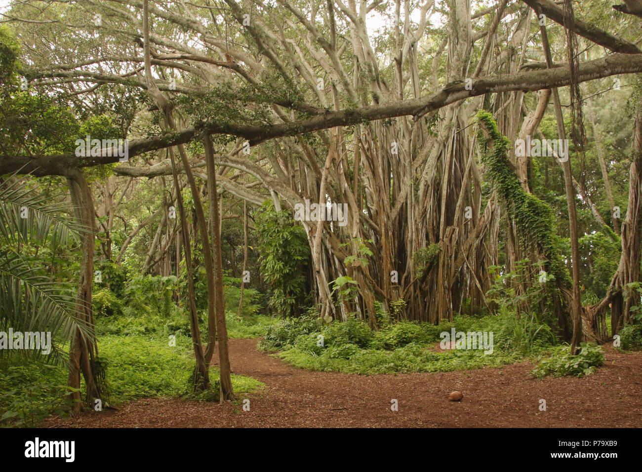 The Banyon Tree. This single tree, an amazing expanse of trunks and ...