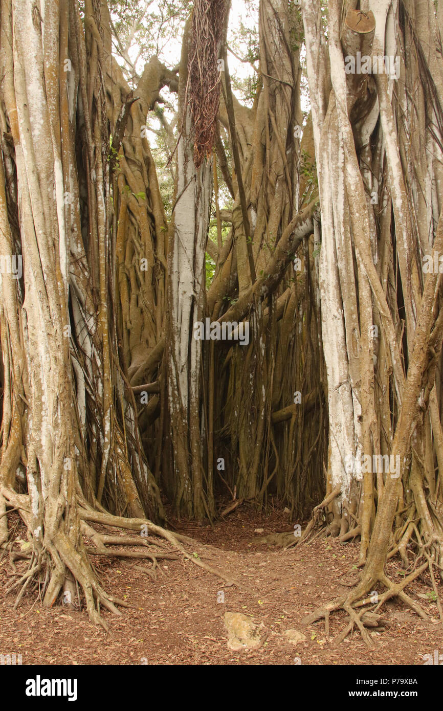 The Banyon Tree. This single tree, an amazing expanse of trunks and ...