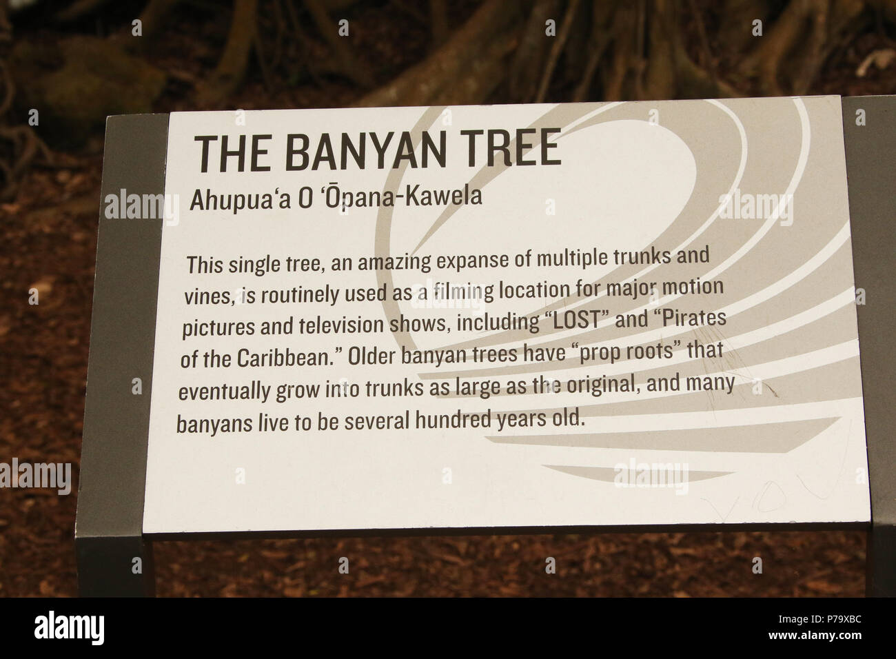 The Banyon Tree sign. This single tree, an amazing expanse of trunks ...